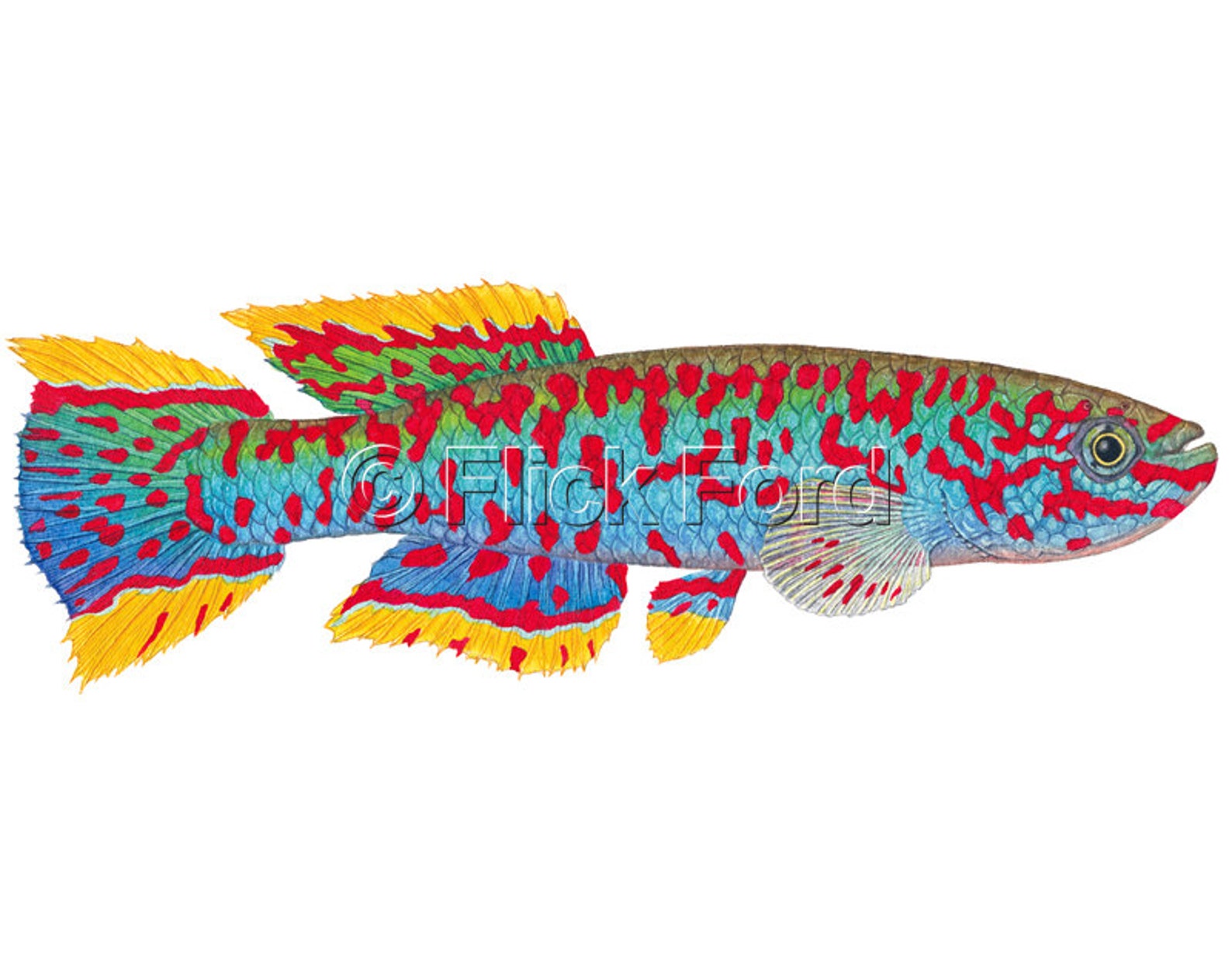 Steel-blue Killifish Open Edition Print by Flick Ford Wild - Etsy