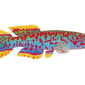 Steel-blue Killifish Open Edition Print by Flick Ford, Wild Killi ...