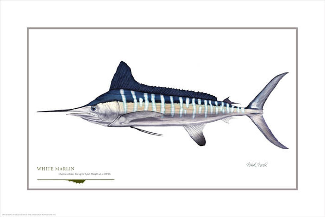 White Marlin Open Edition Print by Flick Ford, Billfish, Saltwater Fish ...