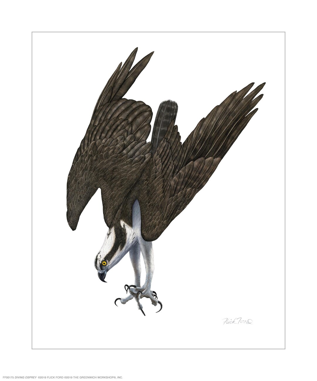 Diving Osprey Open Edition Print by Flick Ford, Bird of Prey, Natural ...