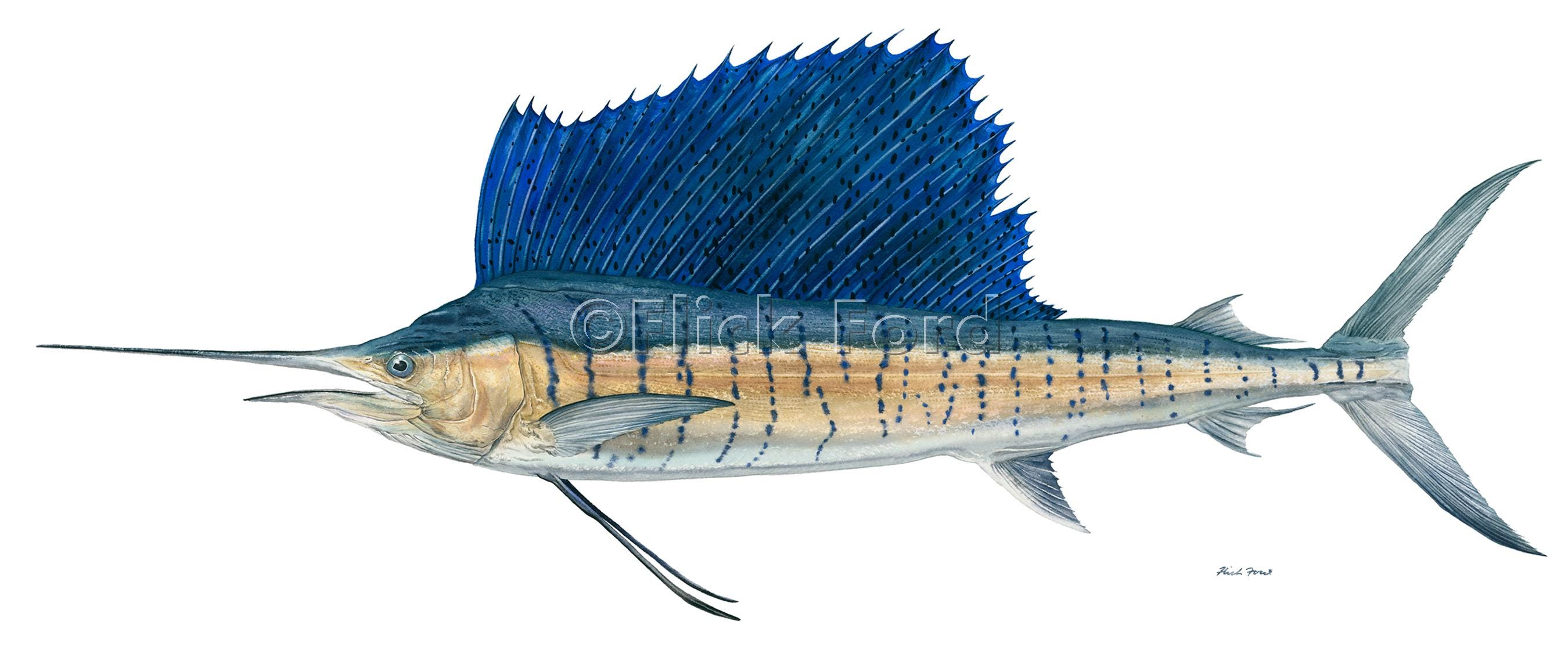 Sailfish Open Edition Print by Flick Ford, Large Billfish, Saltwater ...