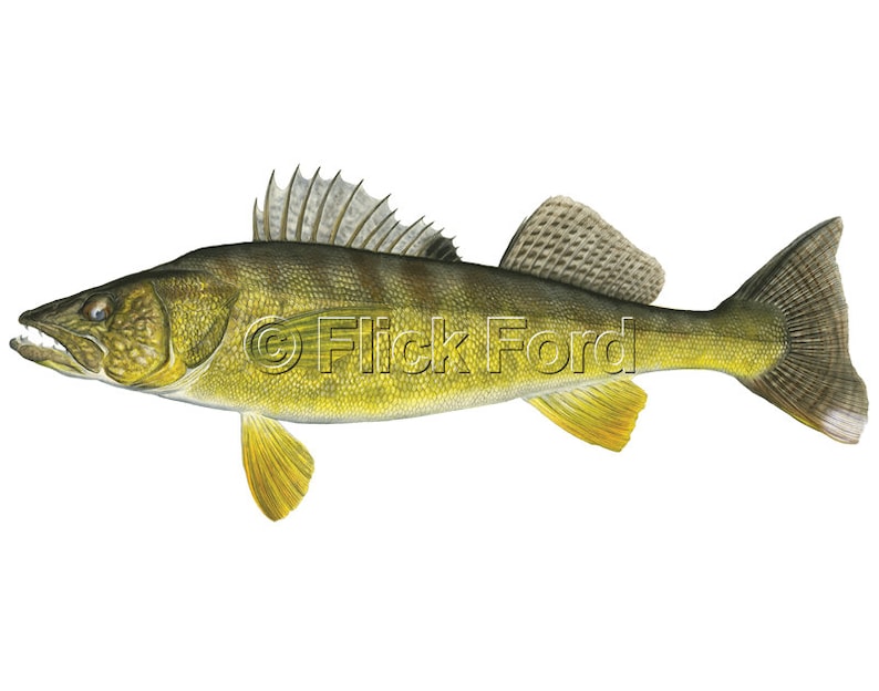 Walleye Open Edition Print by Flick Ford, Natural History Art, Fish Art ...
