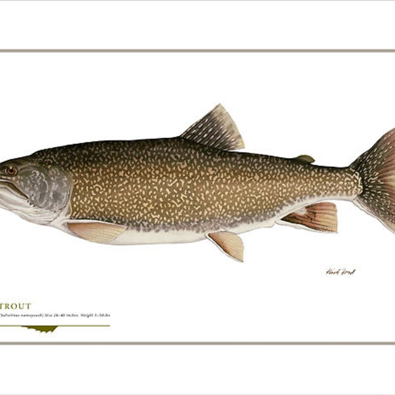 Trout Print - Etsy
