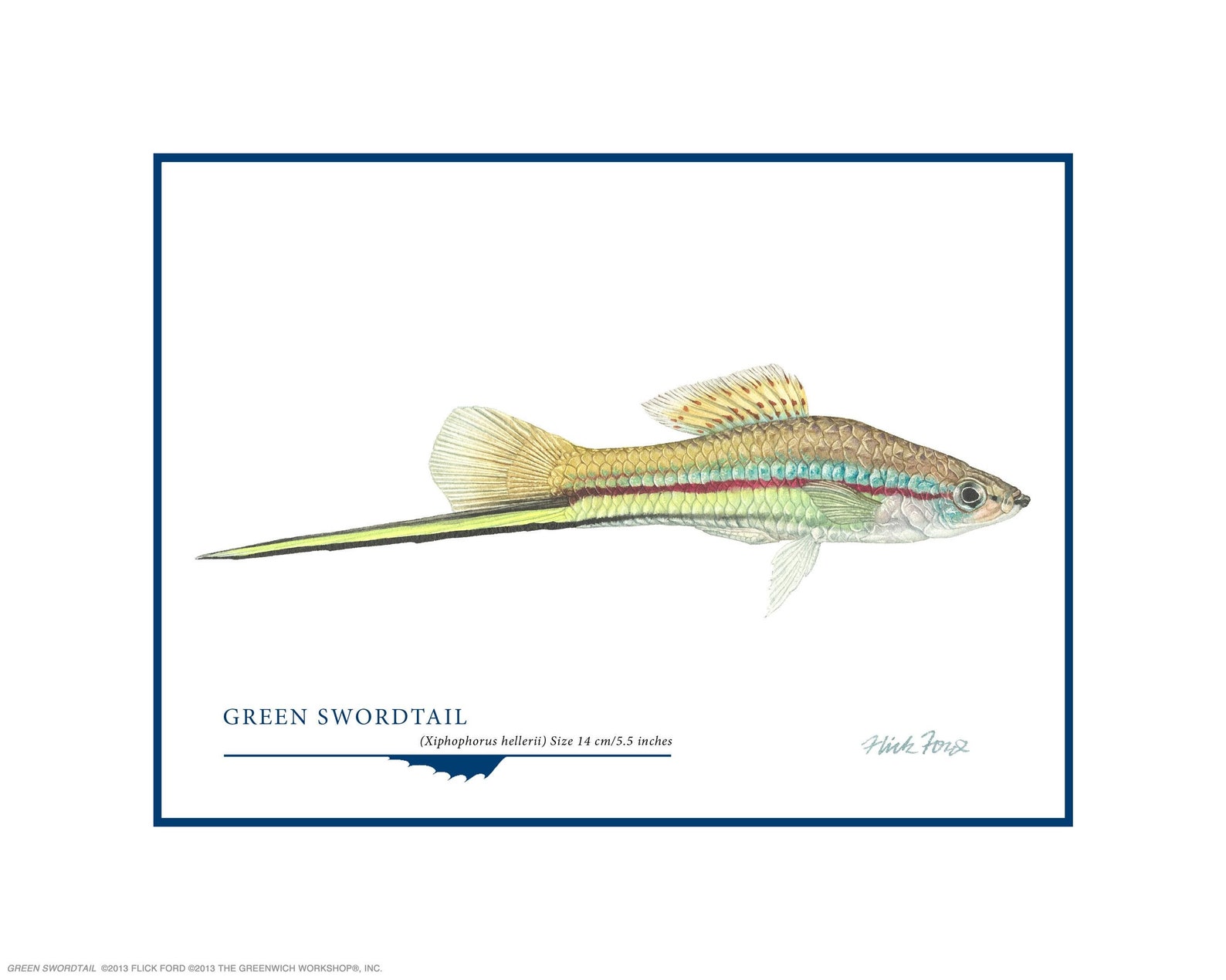 Green Swordtail Open Edition Print by Flick Ford, Wild Swordtail, the ...