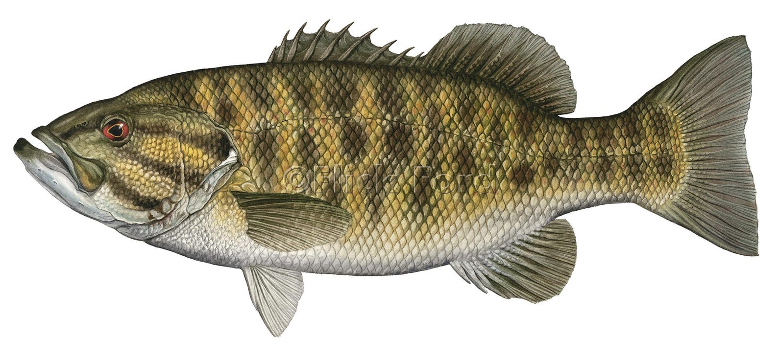 Smallmouth Bass Open Edition Print by Flick Ford, Warm Water Gamefish ...