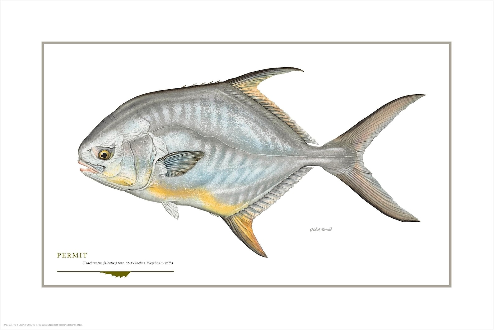 Permit Open Edition Print by Flick Ford, Flats Gamefish, Gulf Coast ...