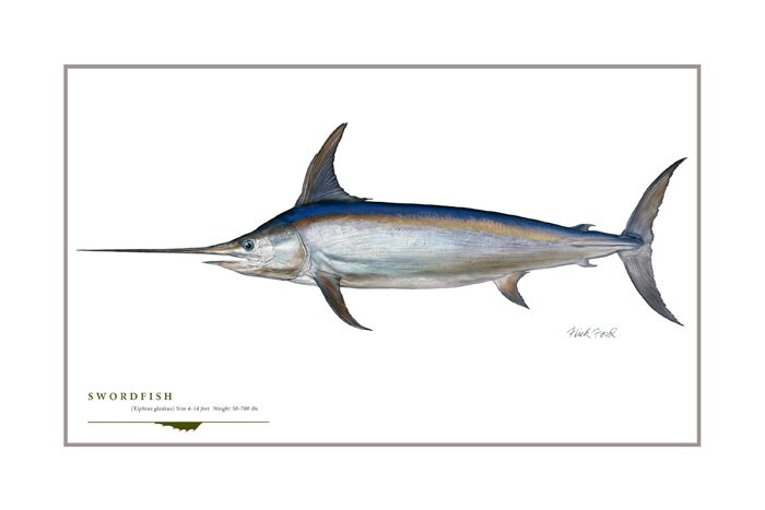 Swordfish Open Edition Print by Flick Ford, Large Billfish, Saltwater ...