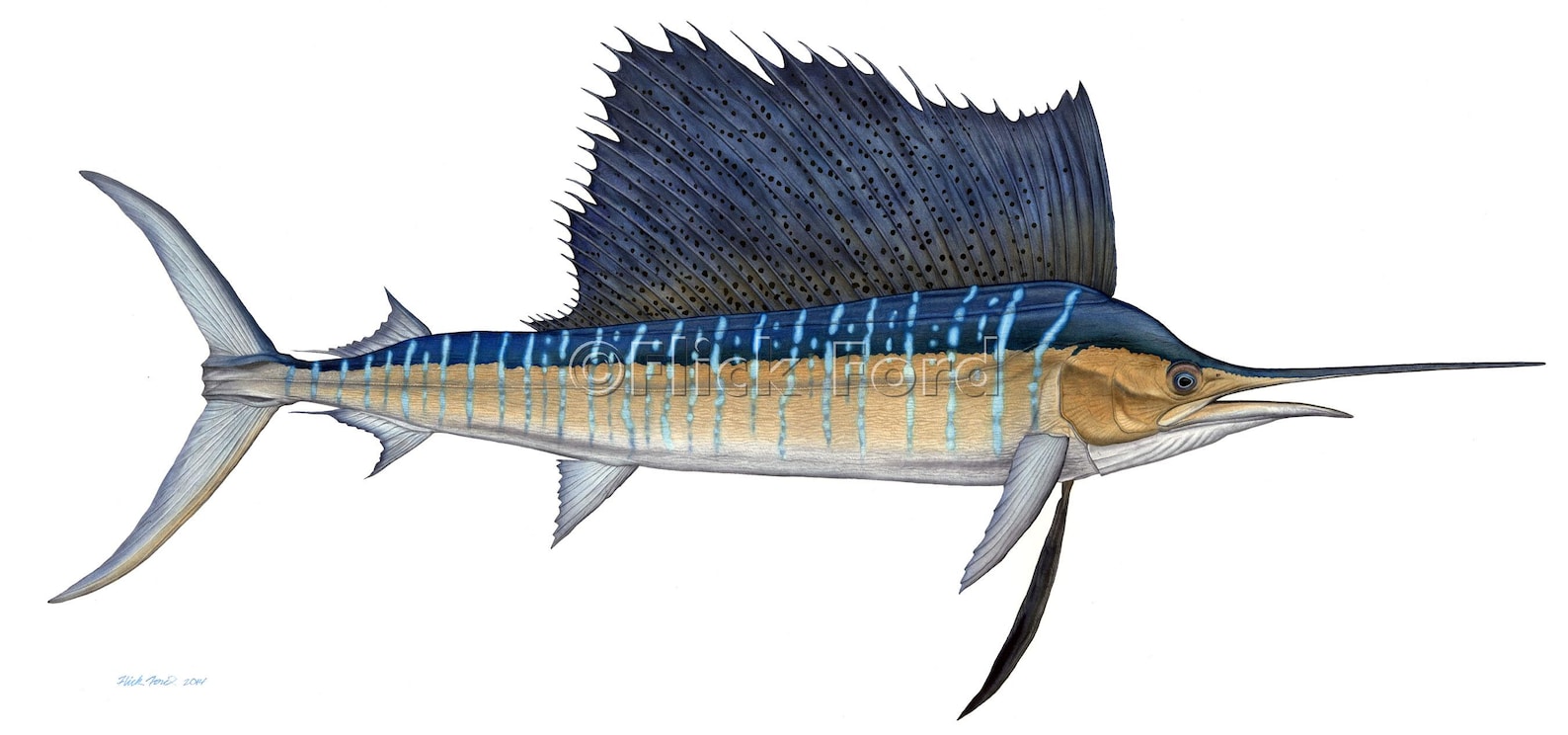 Atlantic Sailfish Masterworks Limited Edition Print on Canvas by Flick ...
