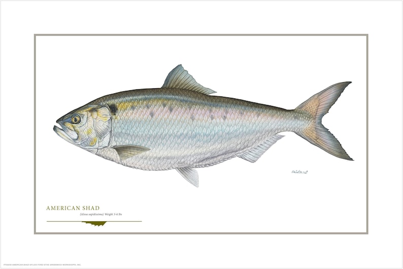 American Shad Open Edition Print by Flick Ford, Eastern Anadromous Fish ...