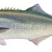 Bluefish Open Edition Print by Flick Ford, Eastern Saltwater Gamefish ...