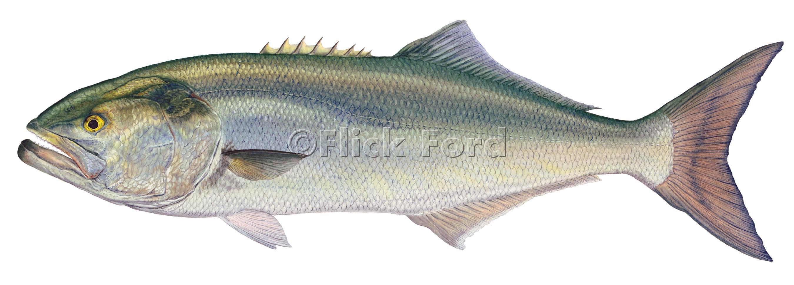 Bluefish Open Edition Print by Flick Ford, Eastern Saltwater Gamefish ...