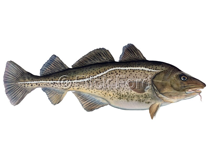 Atlantic Cod Open Edition Print by Flick Ford, Saltwater Food Fish ...