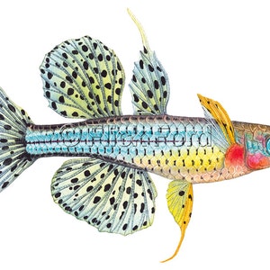 Spotted Blue-eye Open Edition Print by Flick Ford, Australian Tropical ...