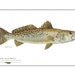 Redfish Open Edition Print by Flick Ford, Southern Gamefish, Gulf Coast ...