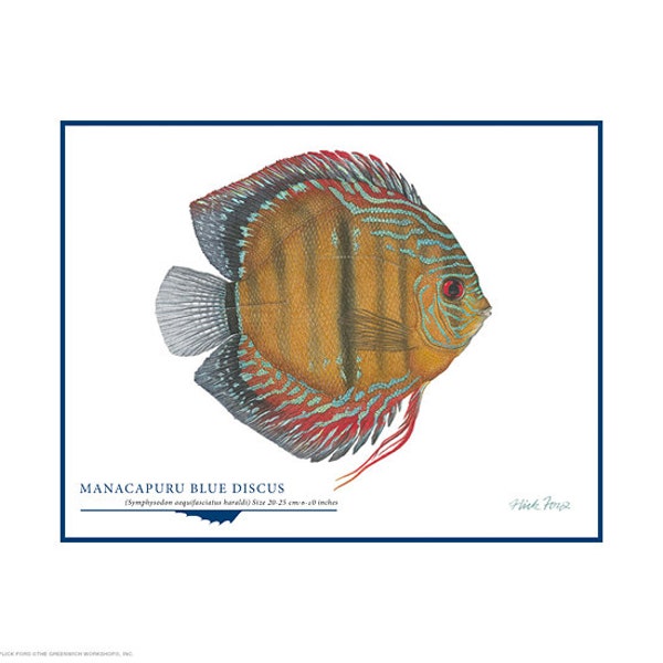 Discus Fish Wall Art - Etsy