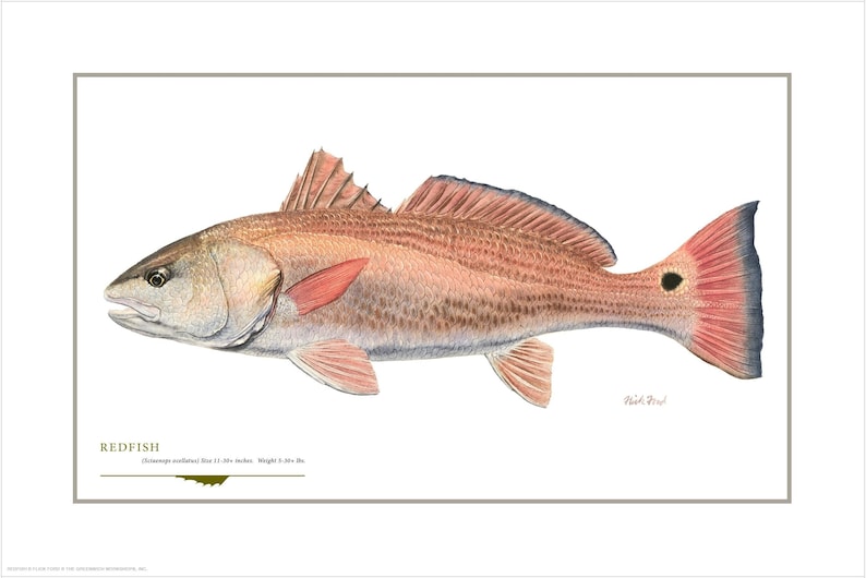 Redfish Open Edition Print by Flick Ford, Southern Gamefish, Gulf Coast ...