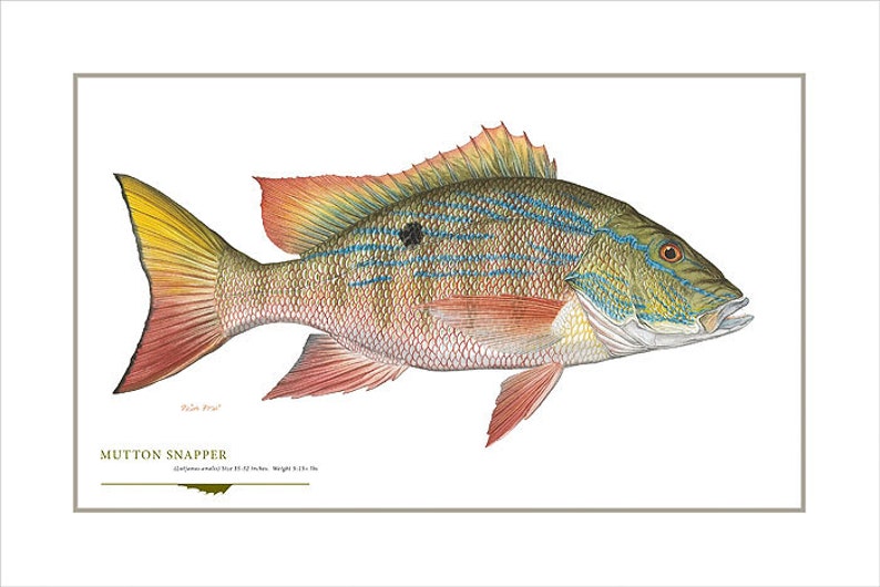 Mutton Snapper Open Edition Print by Flick Ford, Saltwater Fish ...
