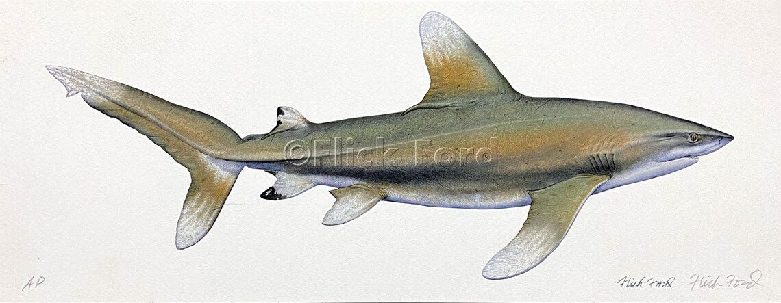 Silky Shark AP (artist Proof) by Flick Ford, Saltwater Fish, Natural ...