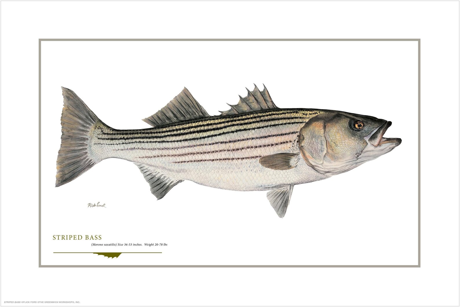 Striped Bass Open Edition Print by Flick Ford, Saltwater Gamefish ...