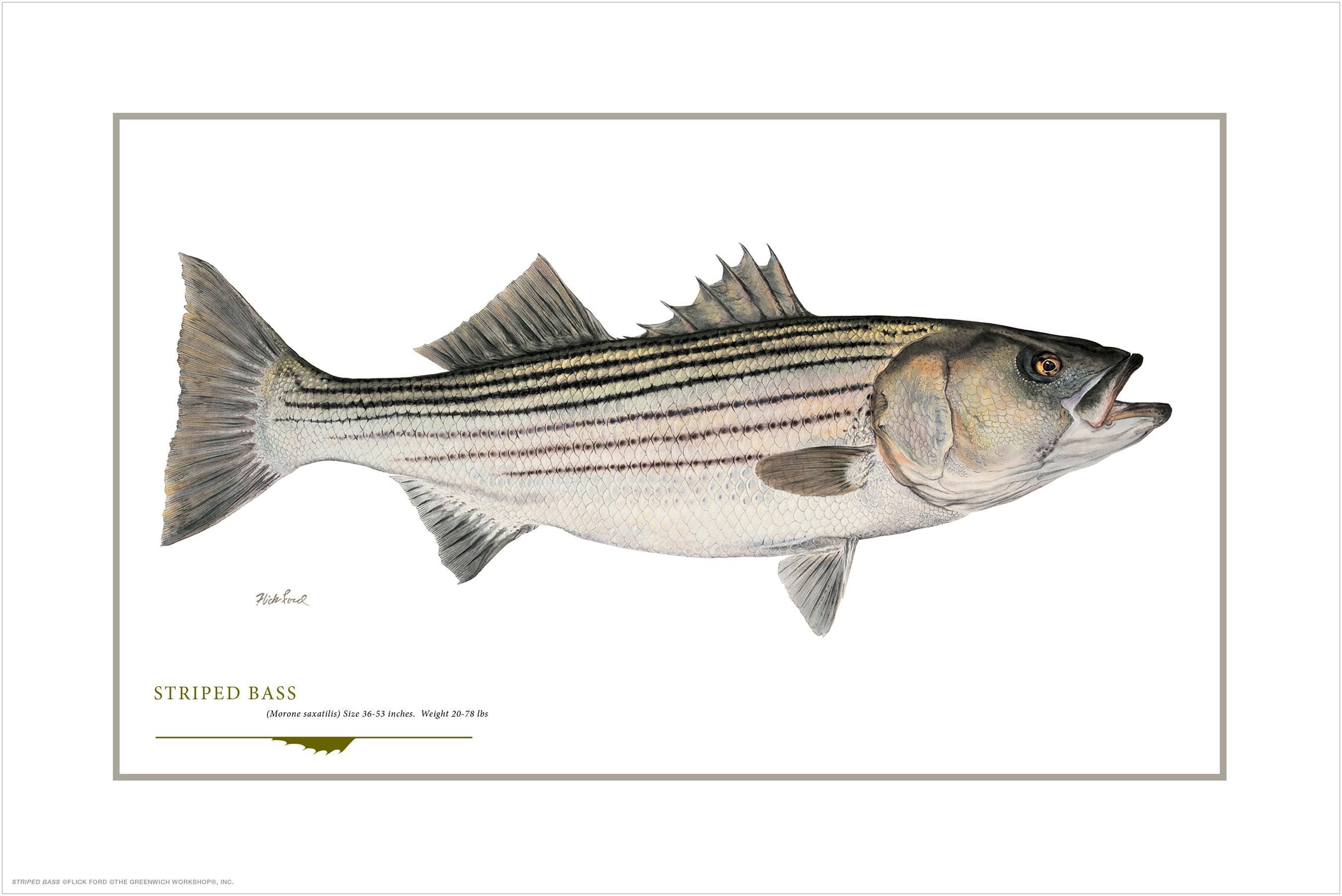 Striped Bass Open Edition Print by Flick Ford, Saltwater Gamefish ...