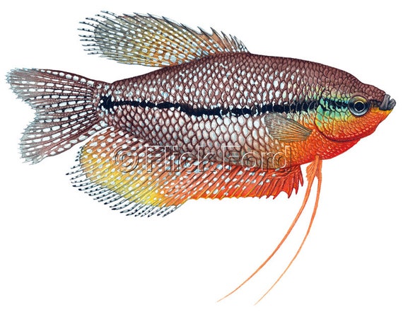 Striped Gourami