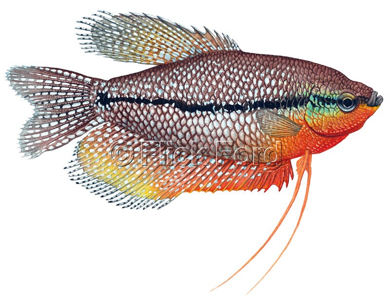 Pearl Gourami Open Edition Print by Flick Ford, Wild Gourami, Asian ...