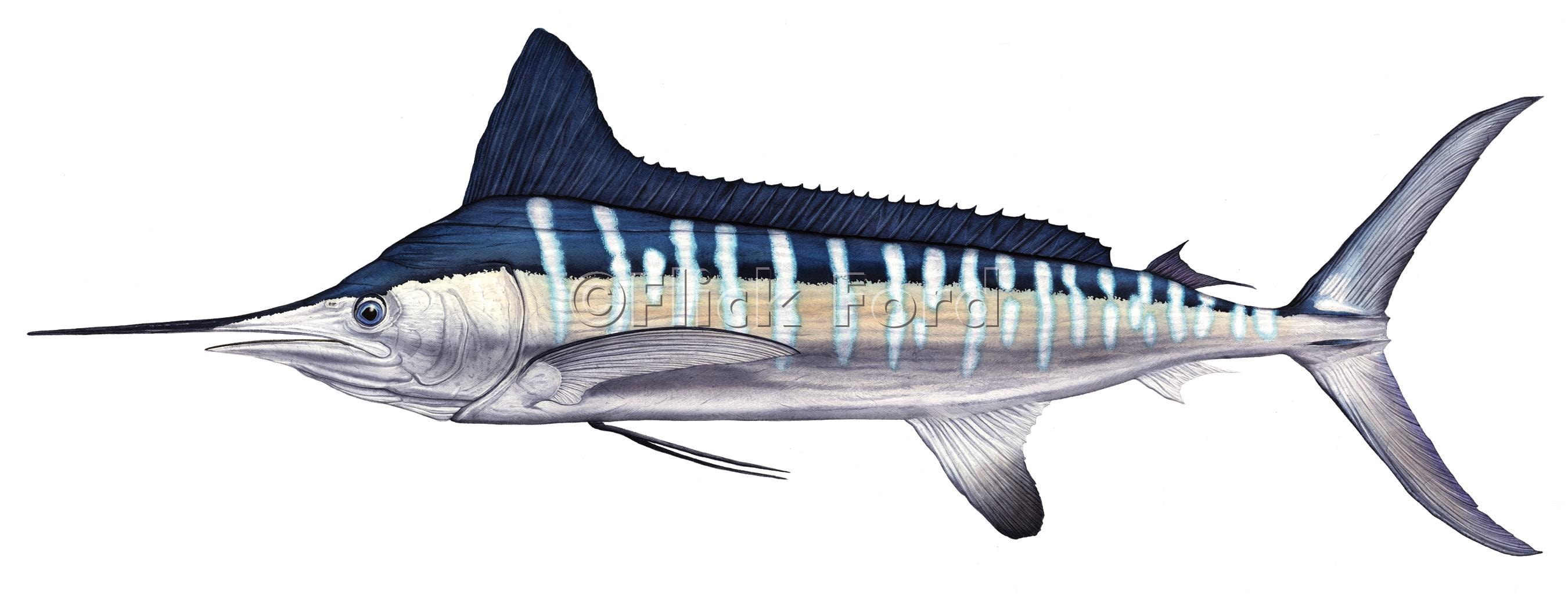 White Marlin Open Edition Print by Flick Ford, Billfish, Saltwater Fish ...