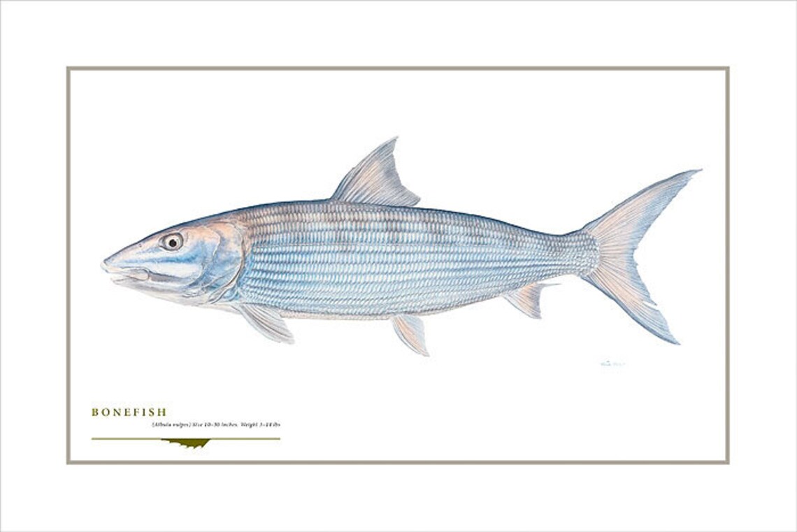 Bonefish Open Edition Print by Flick Ford, Southern Flats Gamefish ...