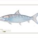 Bonefish Open Edition Print by Flick Ford, Southern Flats Gamefish ...