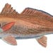 Redfish Open Edition Print by Flick Ford, Southern Gamefish, Gulf Coast ...