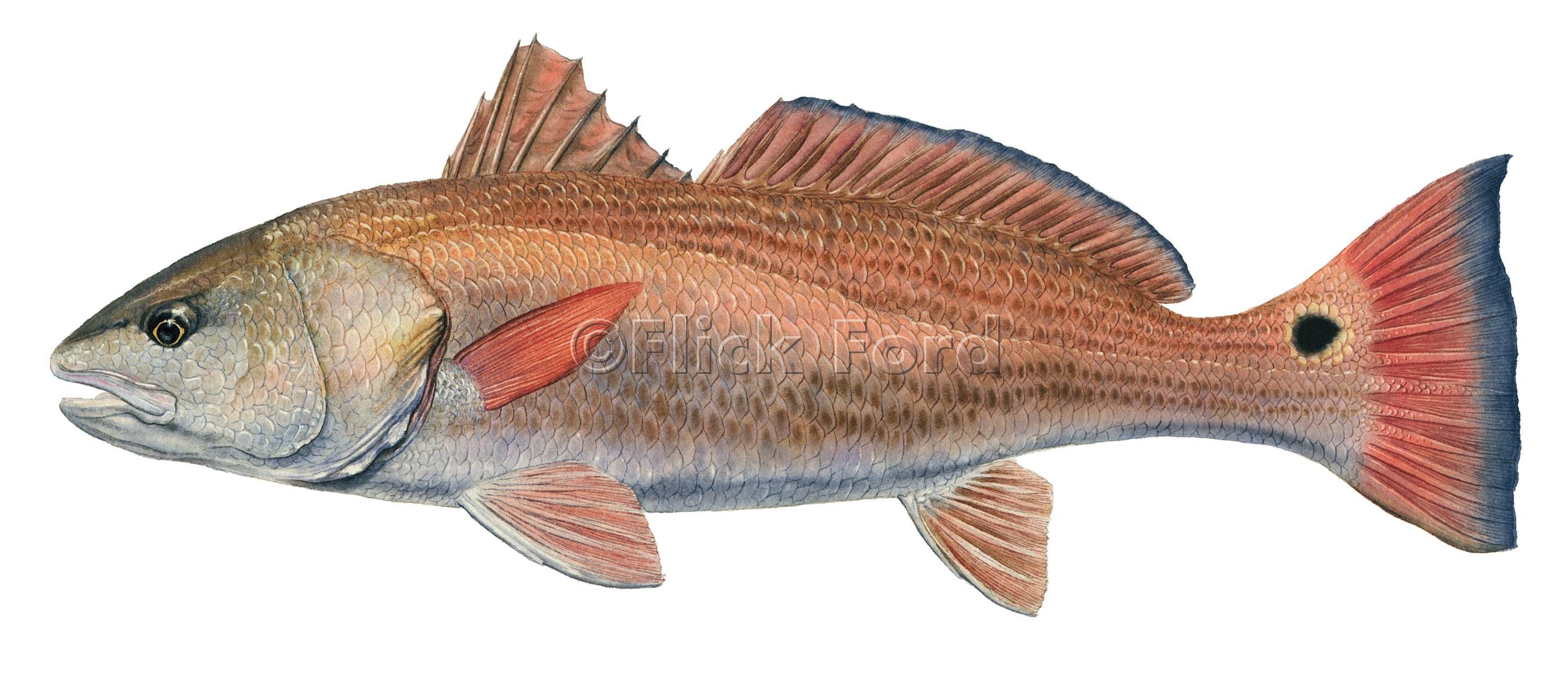 Redfish Open Edition Print by Flick Ford, Southern Gamefish, Gulf Coast ...