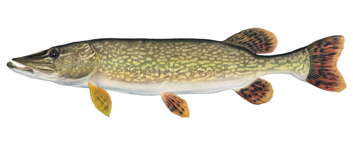 Northern Pike Open Edition Print by Flick Ford, Natural History Art ...