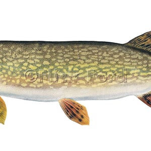 Northern Pike Open Edition Print by Flick Ford, Natural History Art ...