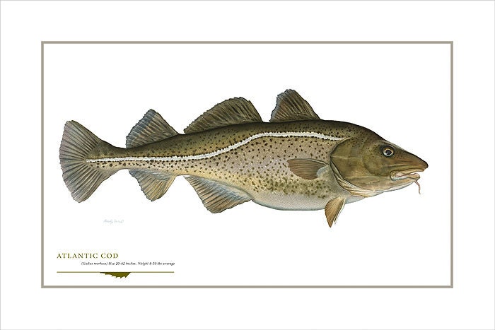 Atlantic Cod Open Edition Print by Flick Ford, Saltwater Food Fish ...