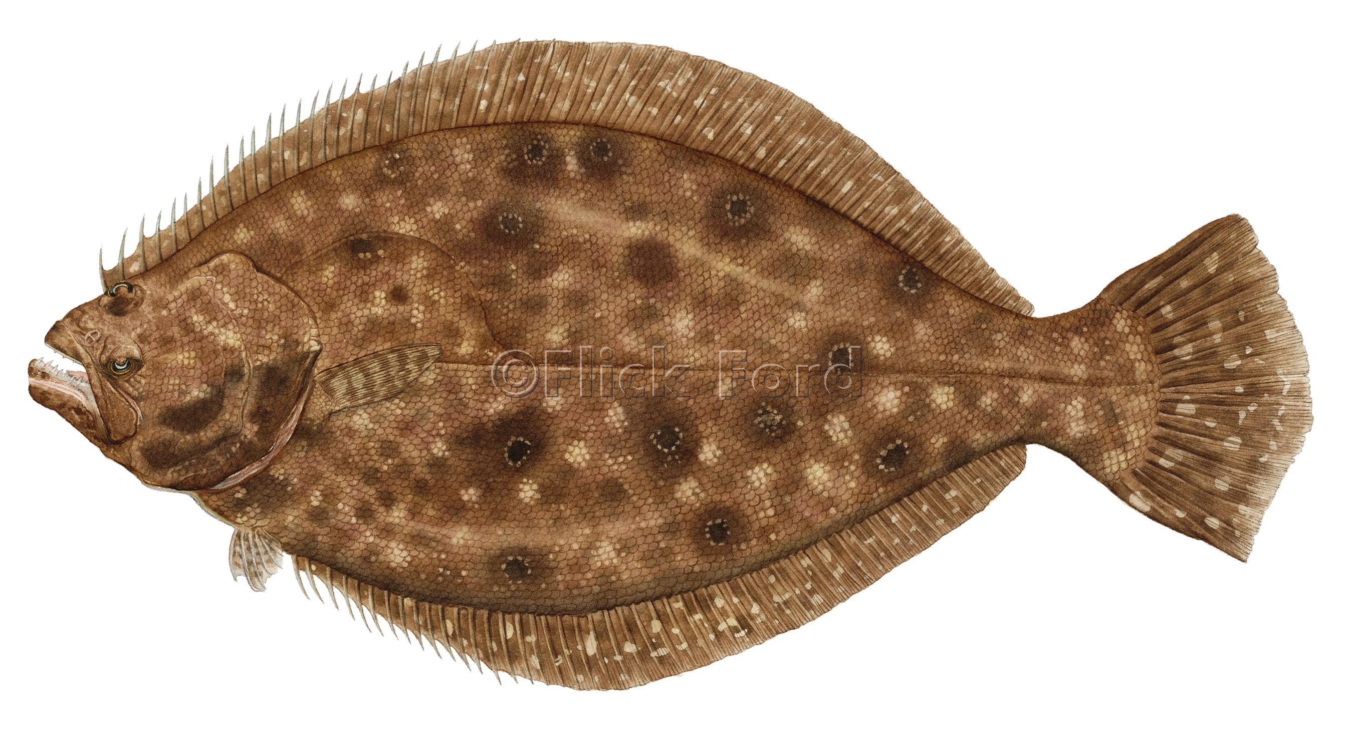 Fluke Open Edition Print by Flick Ford, Saltwater Food Fish, Natural ...