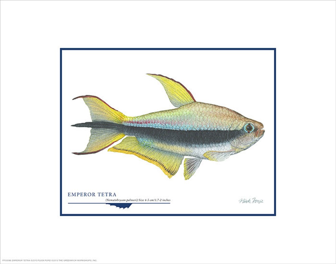 Emperor Tetra Open Edition Print by Flick Ford, Wild Tetra, Colombian ...