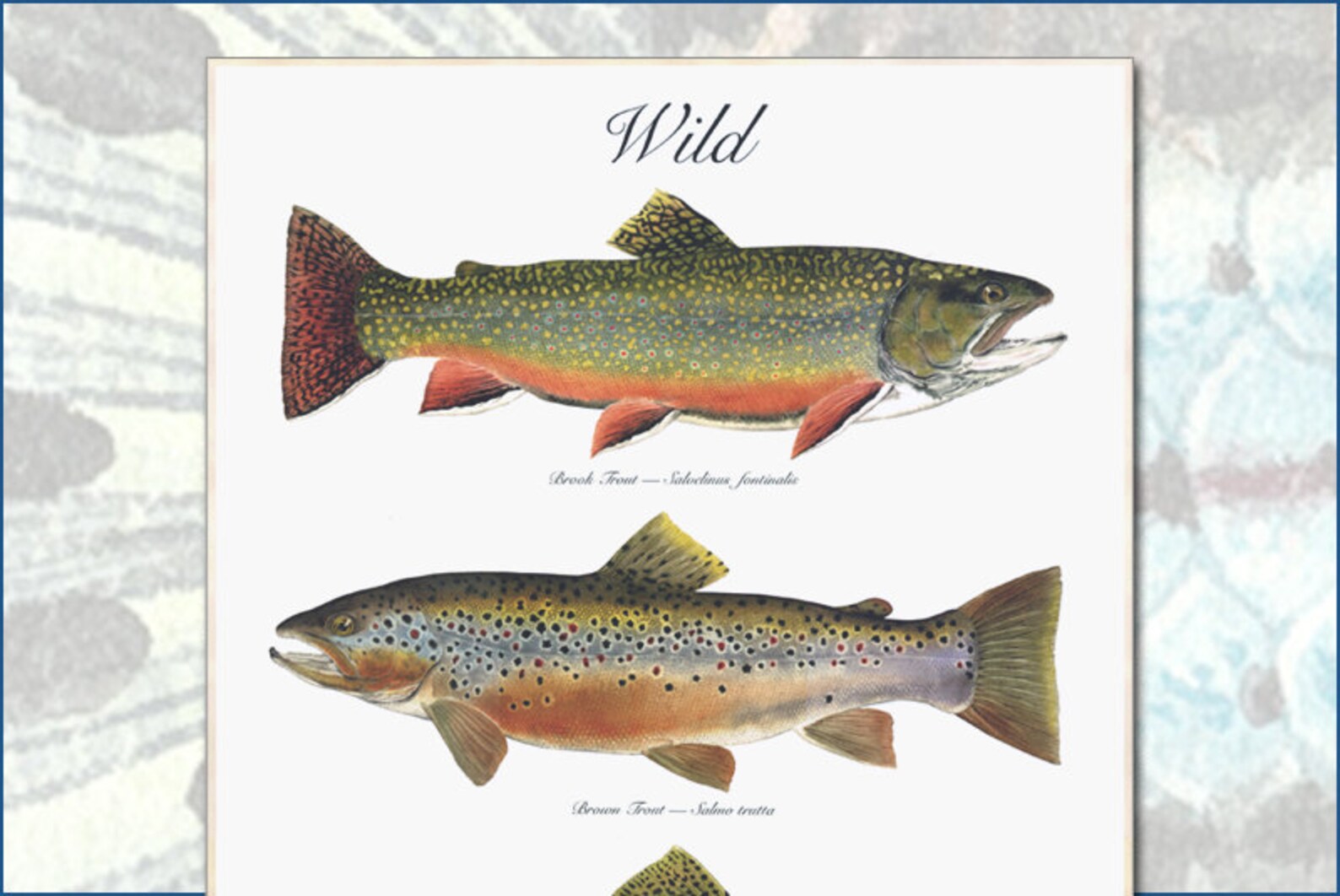 The WILD Poster, 19x24 Vertical Poster of 3 American Trout by Flick ...