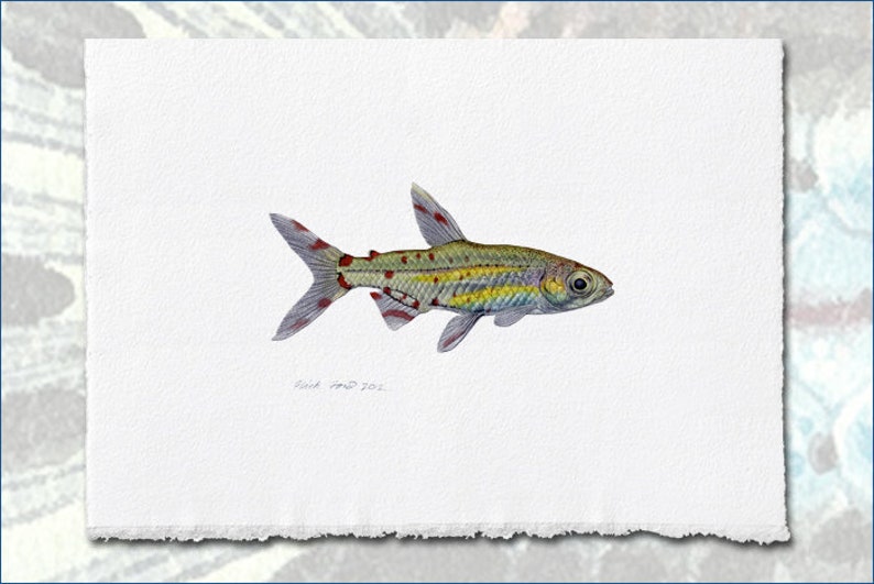 Wild Adonis Tetra, Lepidarchus Adonis Painting by Flick Ford, Wild ...