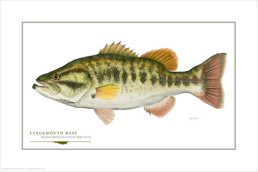 Largemouth Bass Open Edition Print by Flick Ford, Bigmouth Bass, Black ...