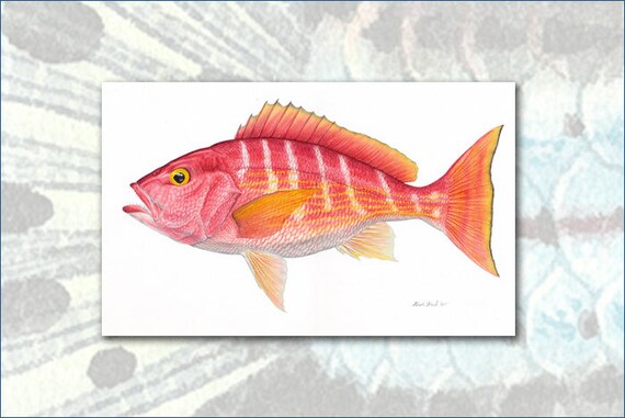 Silk Snapper LEC AP by Flick Ford Florida Snapper Natural | Etsy