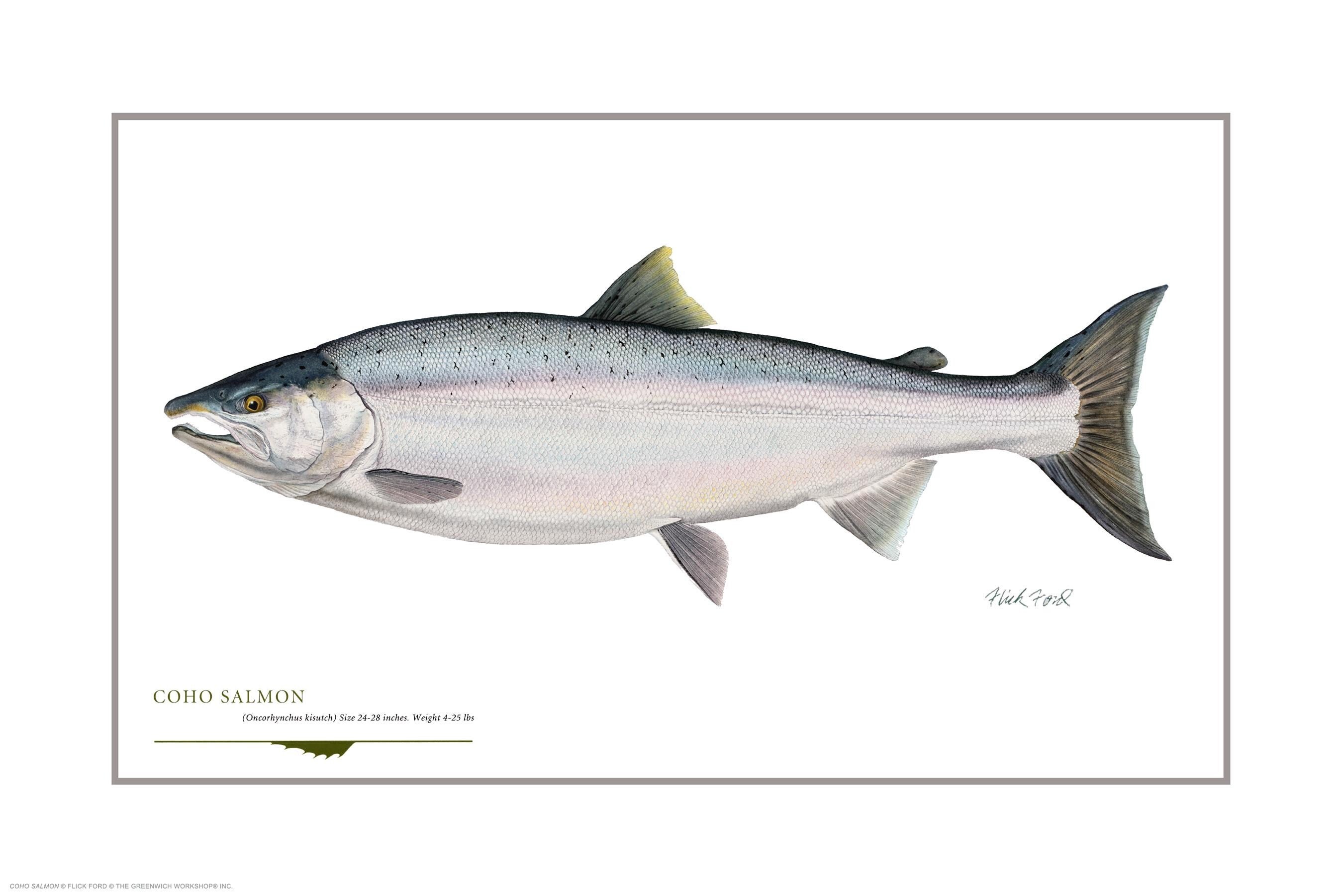 Coho Salmon Open Edition Print by Flick Ford, Western Native Salmon ...