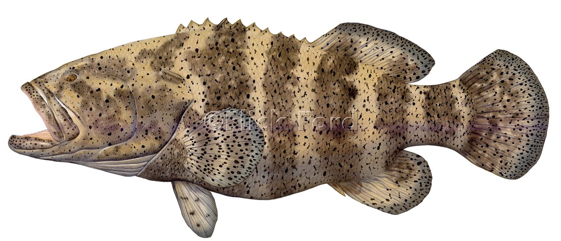 Goliath Grouper Open Edition Print by Flick Ford, Southern Gamefish ...