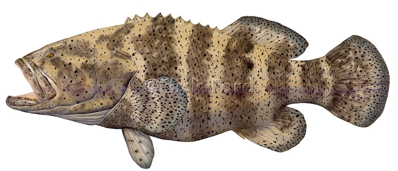 Goliath Grouper Open Edition Print by Flick Ford, Southern Gamefish ...