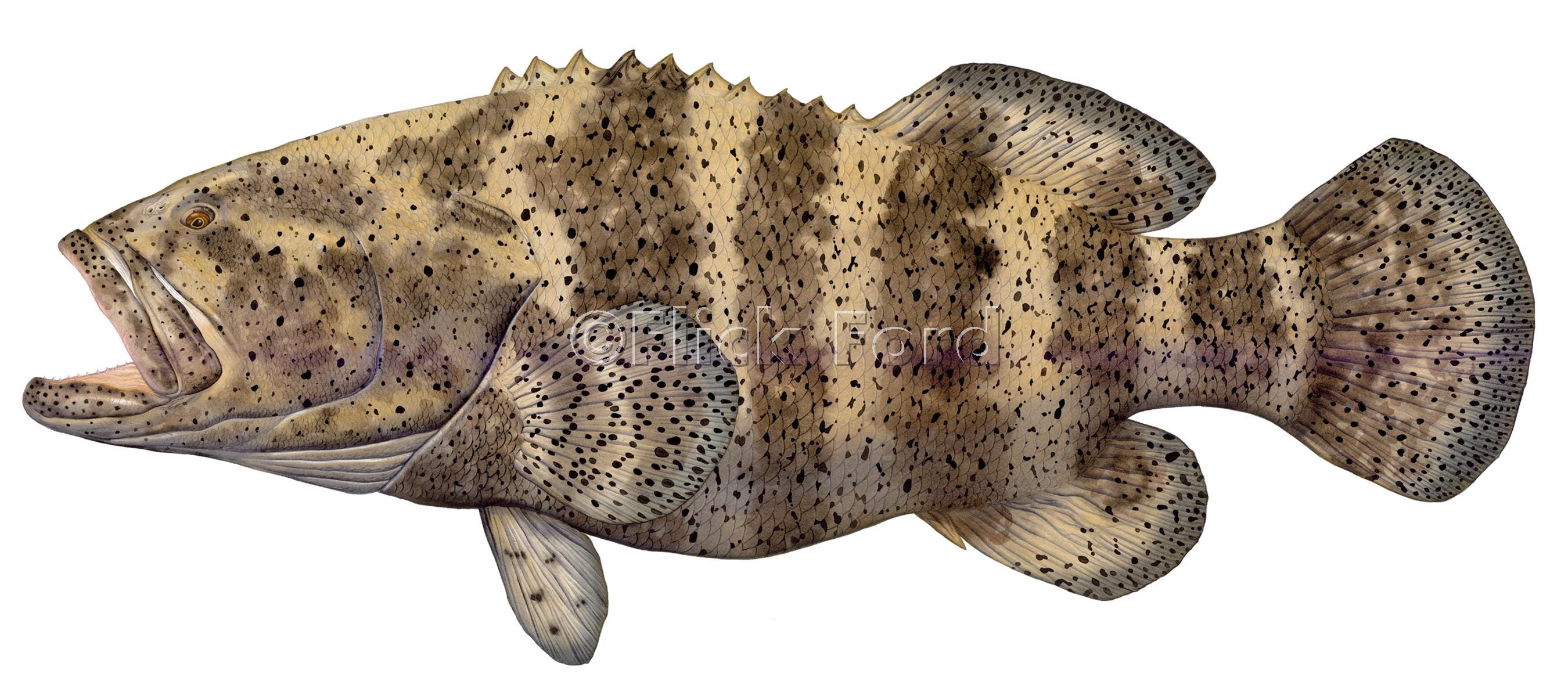 Goliath Grouper Open Edition Print by Flick Ford, Southern Gamefish ...