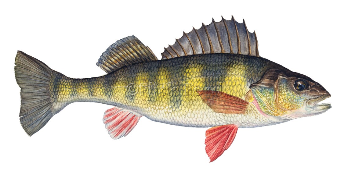 Yellow Perch Open Edition Print by Flick Ford, Natural History Art ...