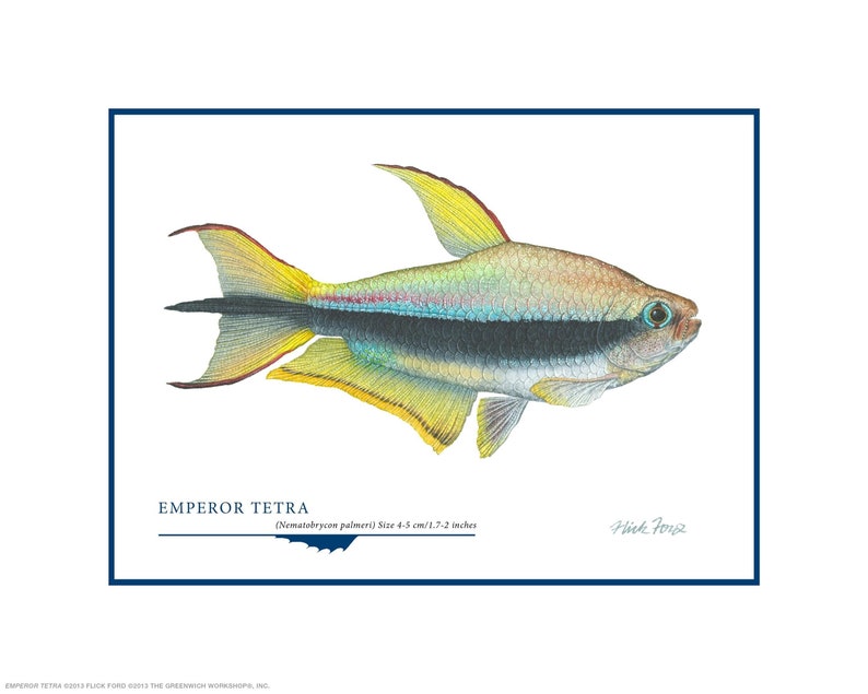 Emperor Tetra Open Edition Print by Flick Ford, Wild Tetra, Colombian ...