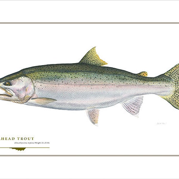 Steelhead Art - Etsy