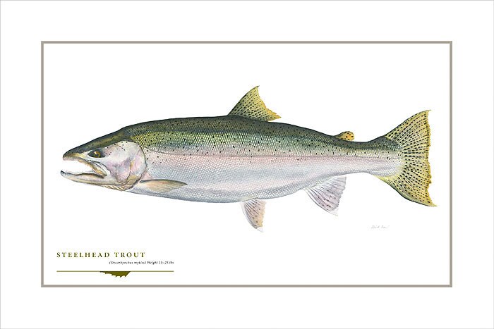 Steelhead Trout Open Edition Print by Flick Ford, Western Native Trout ...