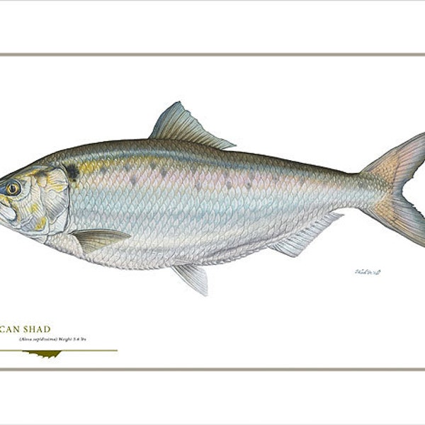Shad Print - Etsy