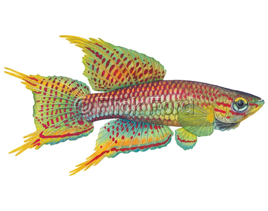 Splendid Killifish Open Edition Print by Flick Ford, Wild Killi ...